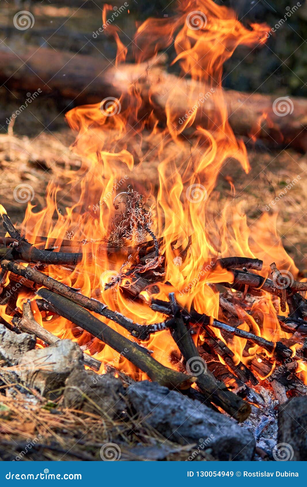 Burning Fire. the Bonfire Burns in the Forest. Texture of Burning Fire ...