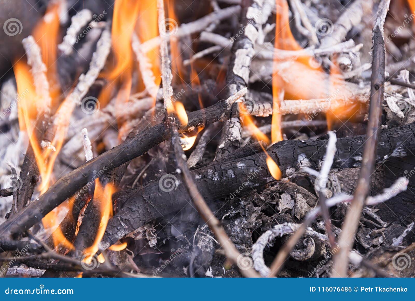 Lit a fire , burnt trees stock photo. Image of large - 116076486