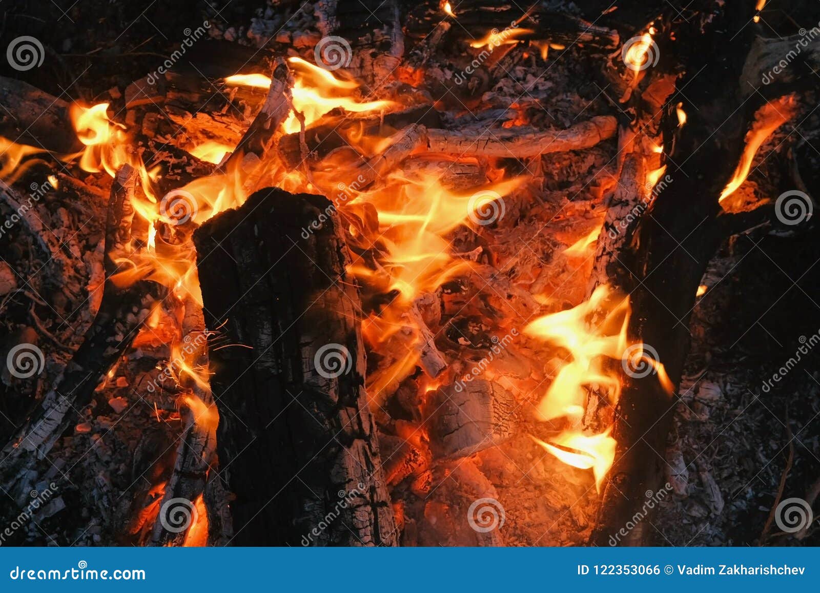 Burning Bonfire of Dry Branches in the Forest Close-up. Stock Photo ...