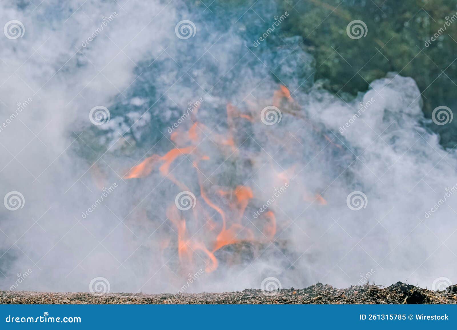 Burning fire in the forest stock image. Image of pine - 261315785