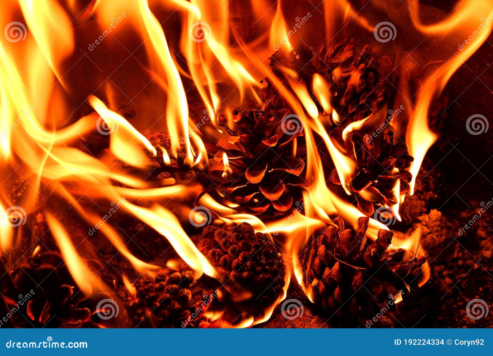 Burning Fire from Pine Cones in the Forest. Detail of Flames Stock ...