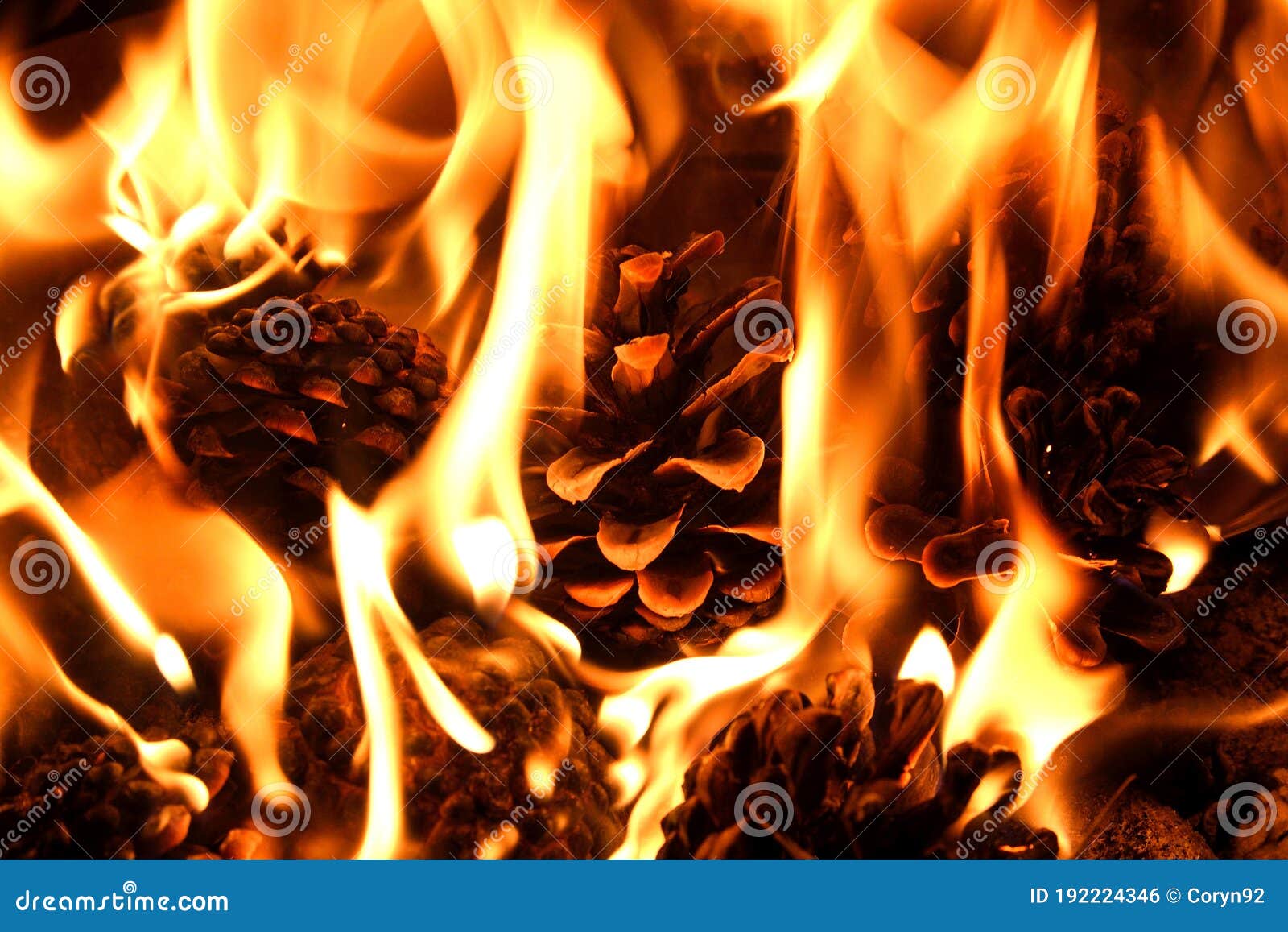Burning Fire from Pine Cones in the Forest. Detail of Flames Stock ...
