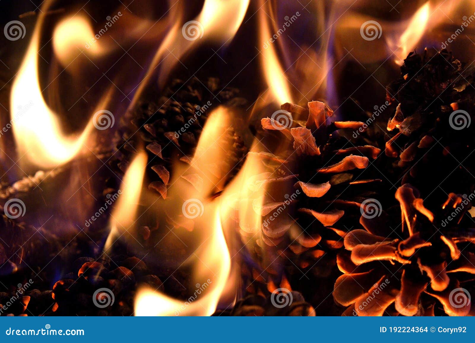 Burning Fire from Pine Cones in the Forest. Detail of Flames Stock ...