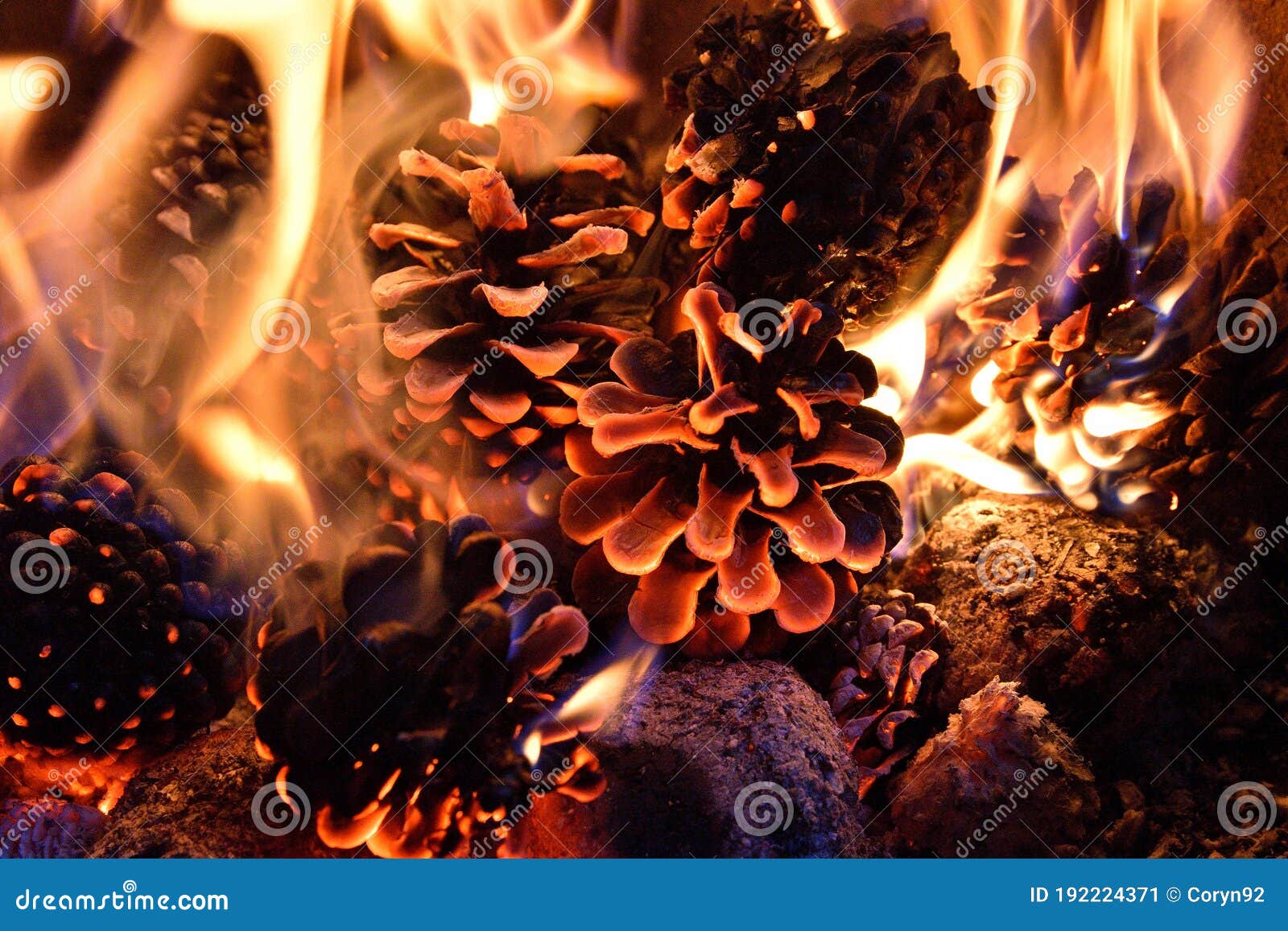 Burning Fire from Pine Cones in the Forest. Detail of Flames Stock ...