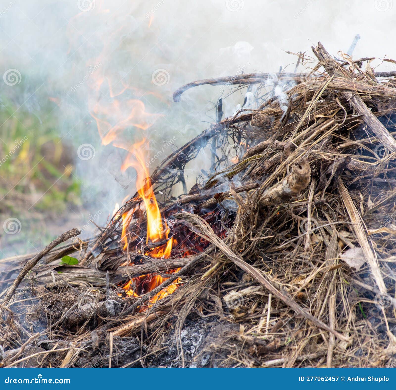 Burning Firewood in a Campfire, Close-up Stock Image - Image of ...