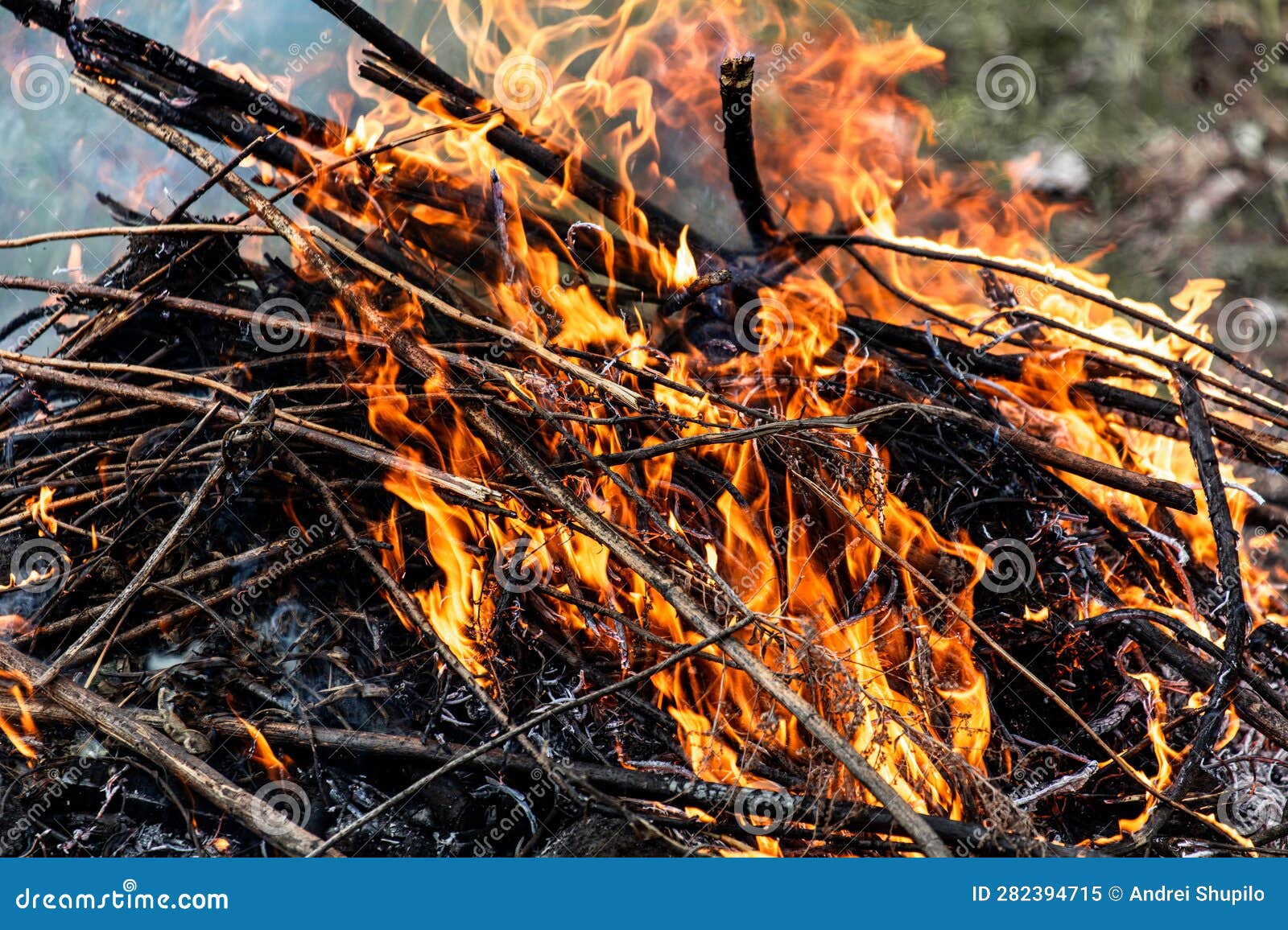 Burning Firewood in a Campfire, Close-up Stock Image - Image of flame ...