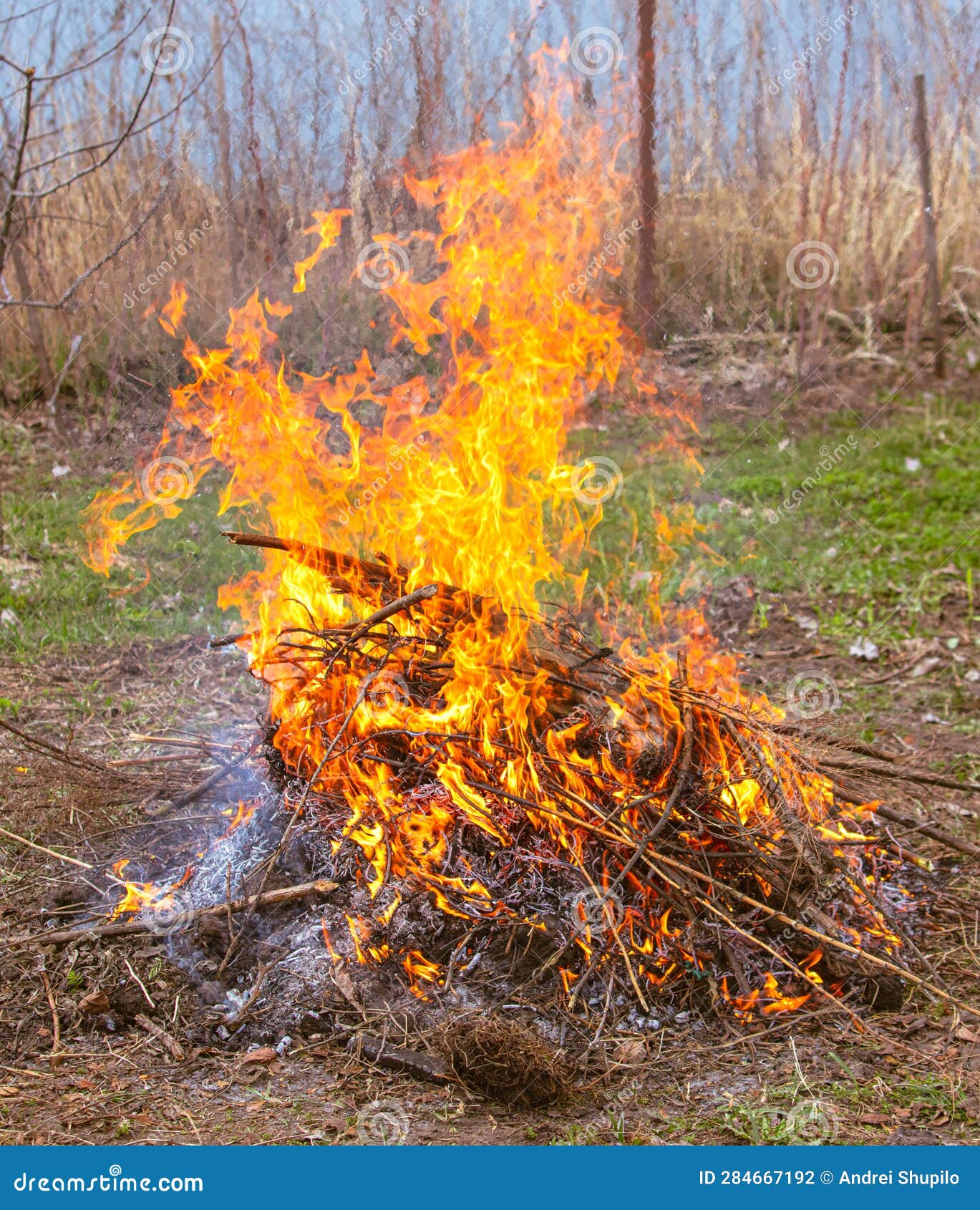 Burning Firewood in a Campfire, Close-up Stock Photo - Image of ...