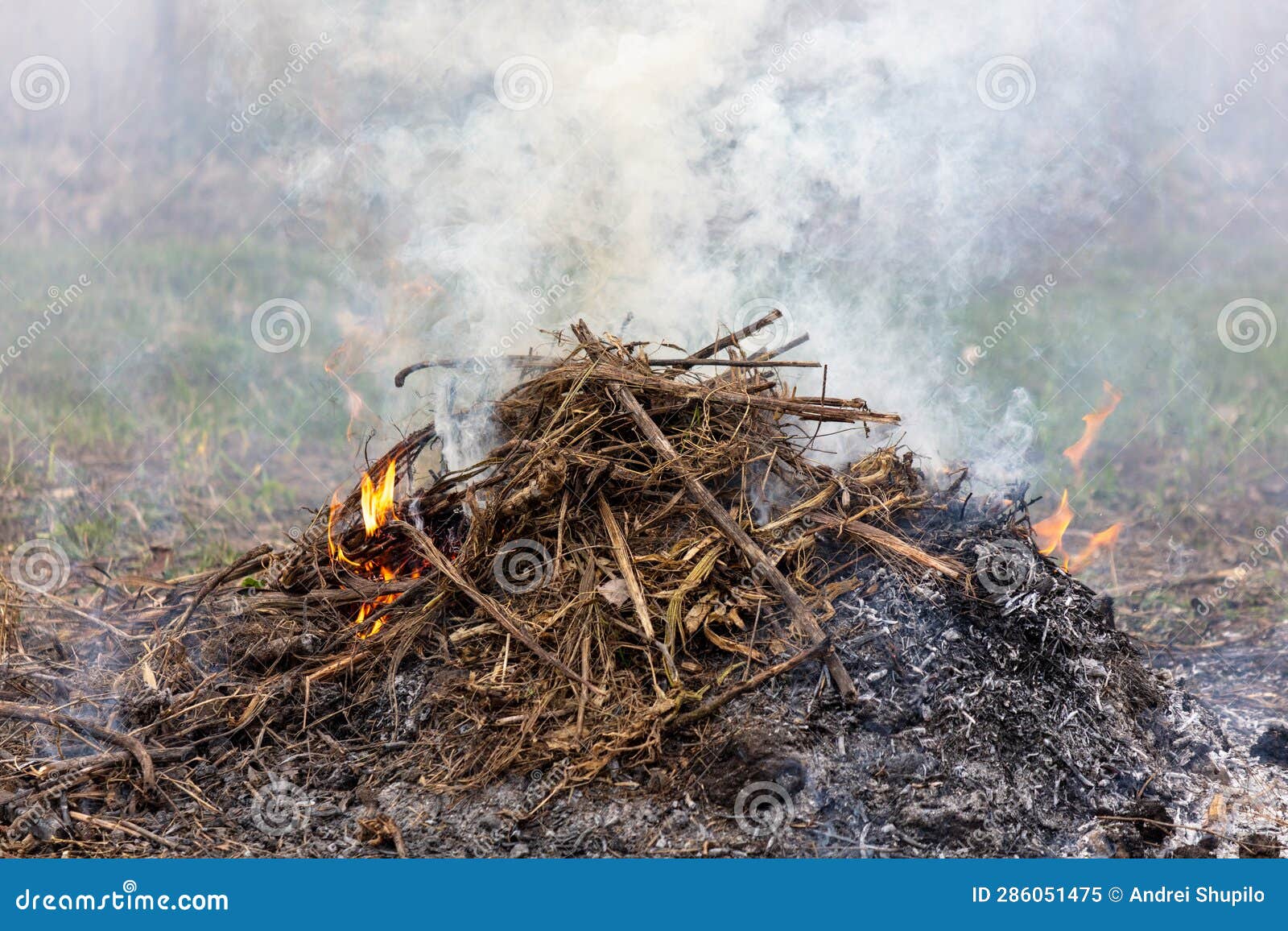 Burning Firewood in a Campfire, Close-up Stock Image - Image of ...