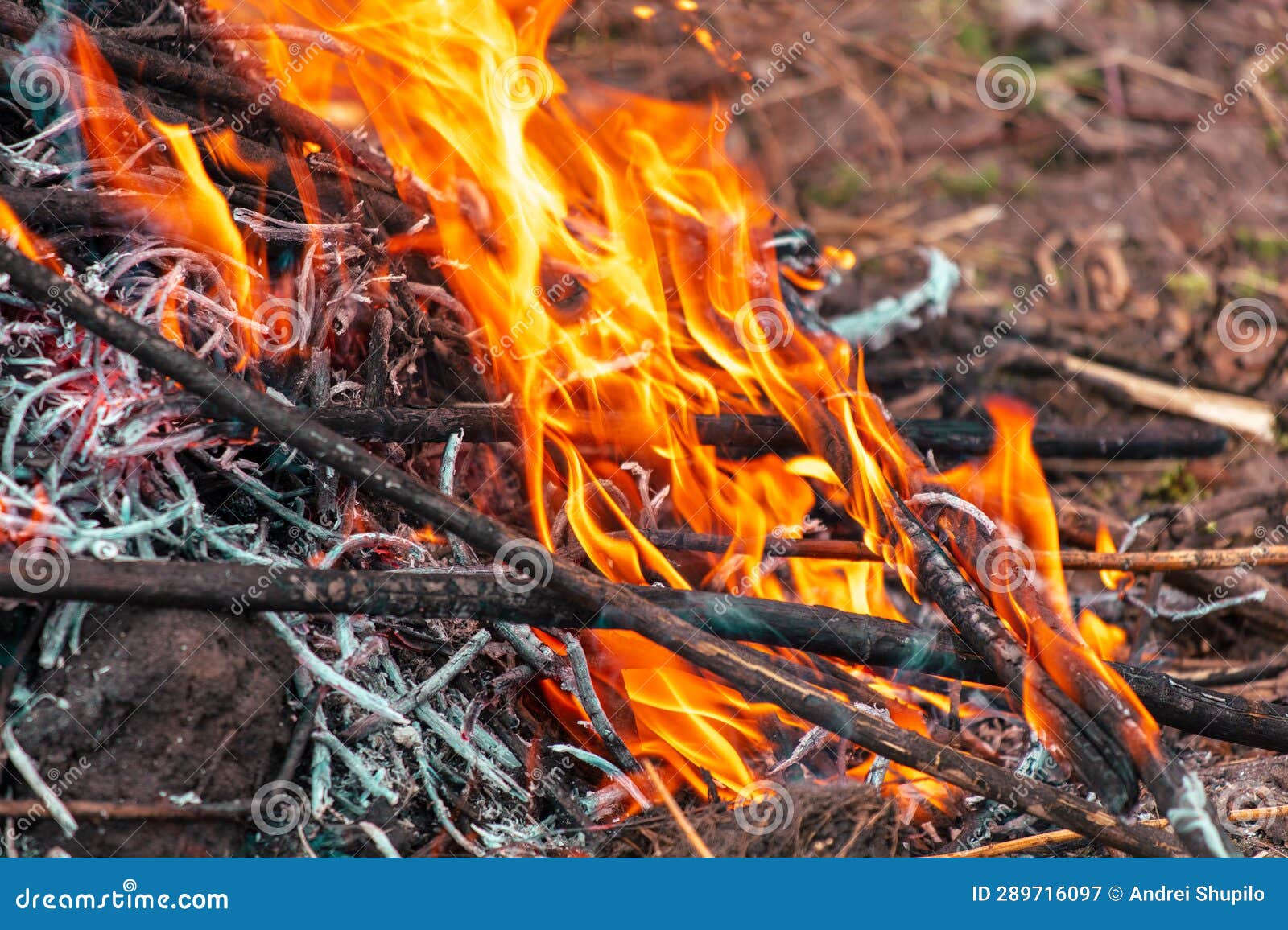 Burning Firewood in a Campfire, Close-up Stock Image - Image of ...