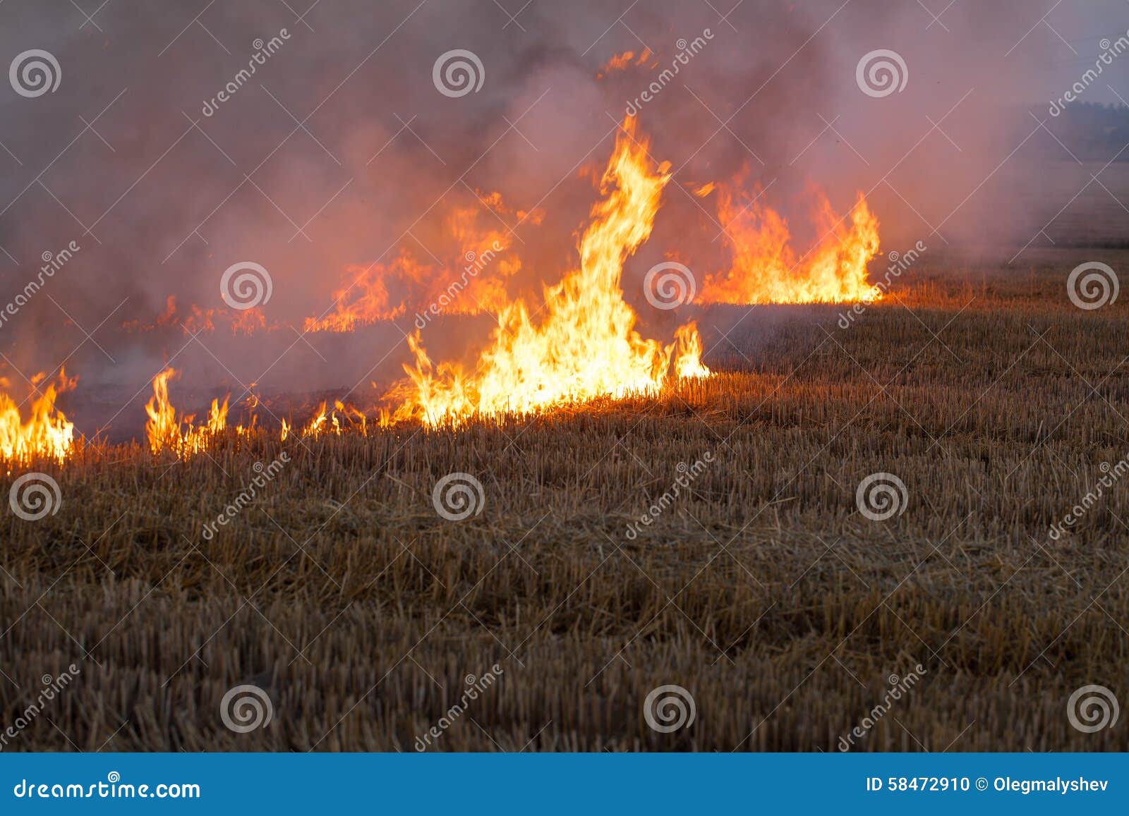 Burning Flame Field of Dry Straw Stock Photo - Image of rural, scene ...