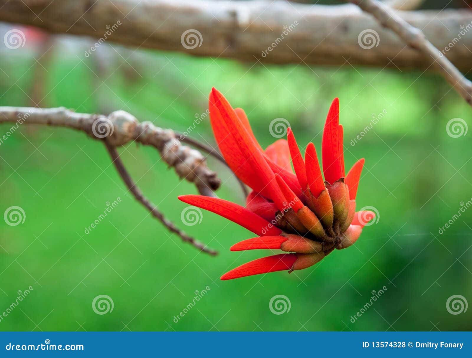 Burning Flower stock photo. Image of coral, fire, israel - 13574328