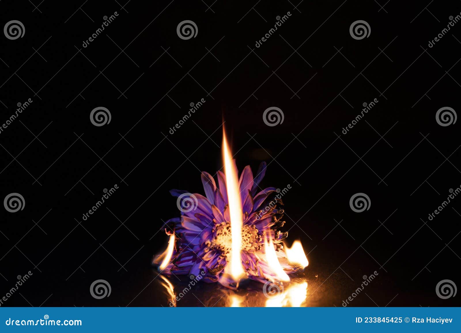 Burning Flower on Fire. Pink Carnation Flower in Flame Over Black ...