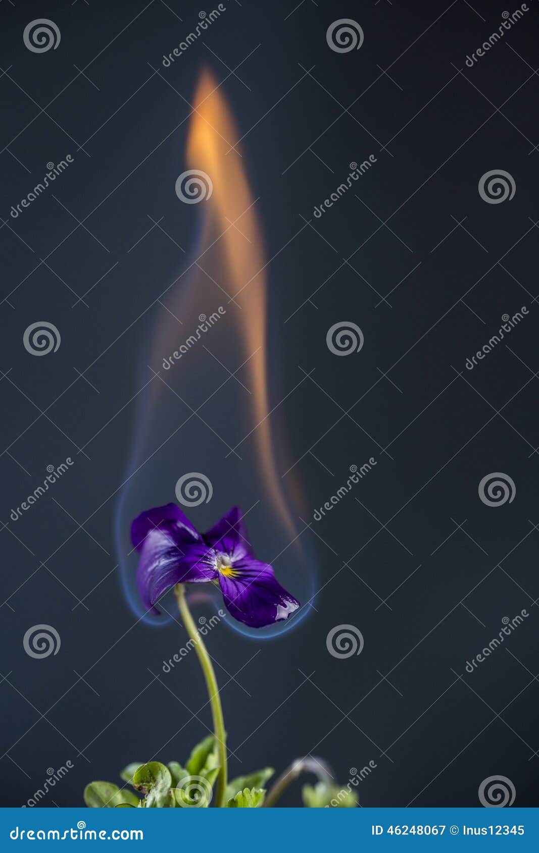 Burning Flower stock image. Image of yellow, blue, flame - 46248067