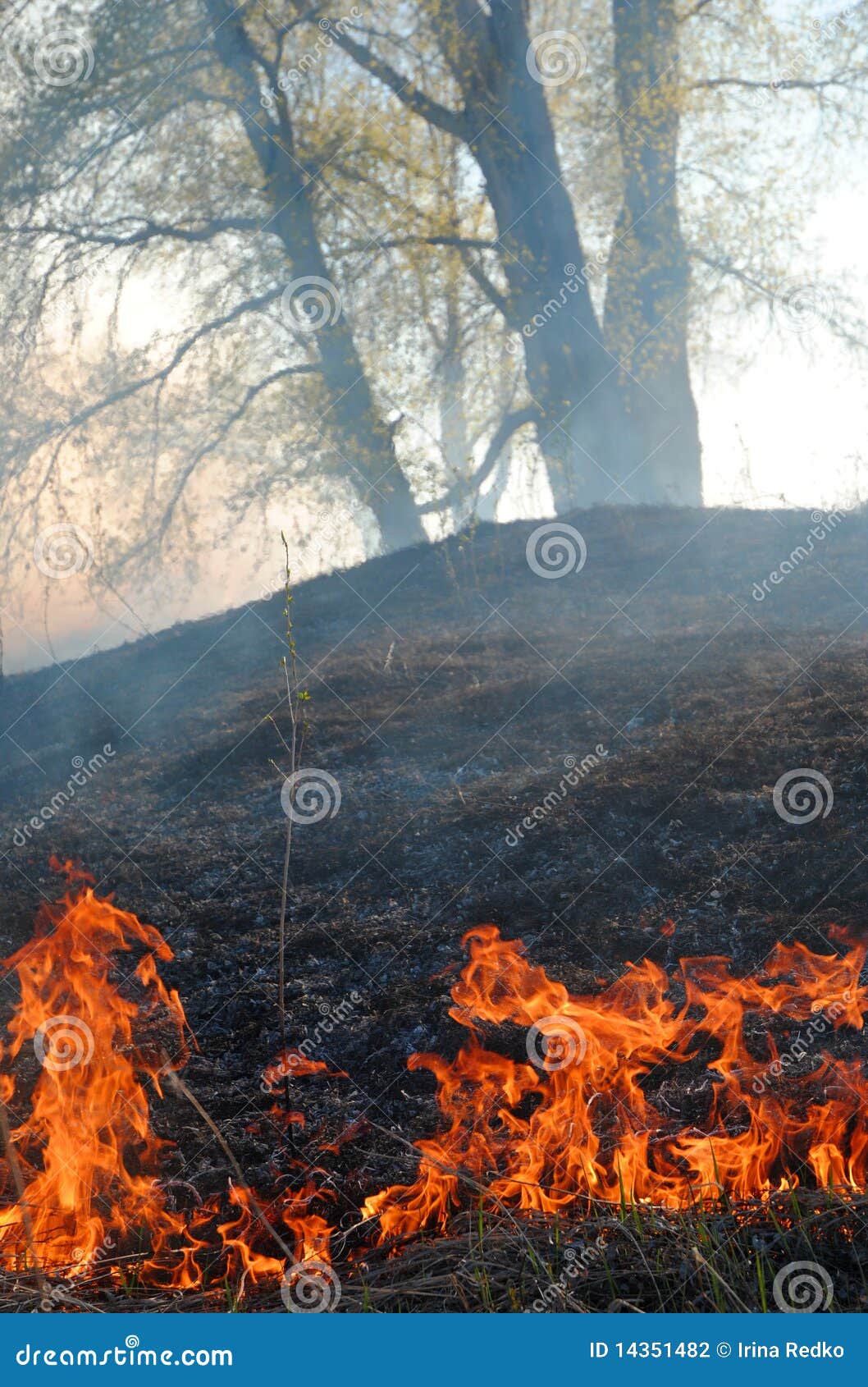 Burning Forest Picture. Image: 14351482