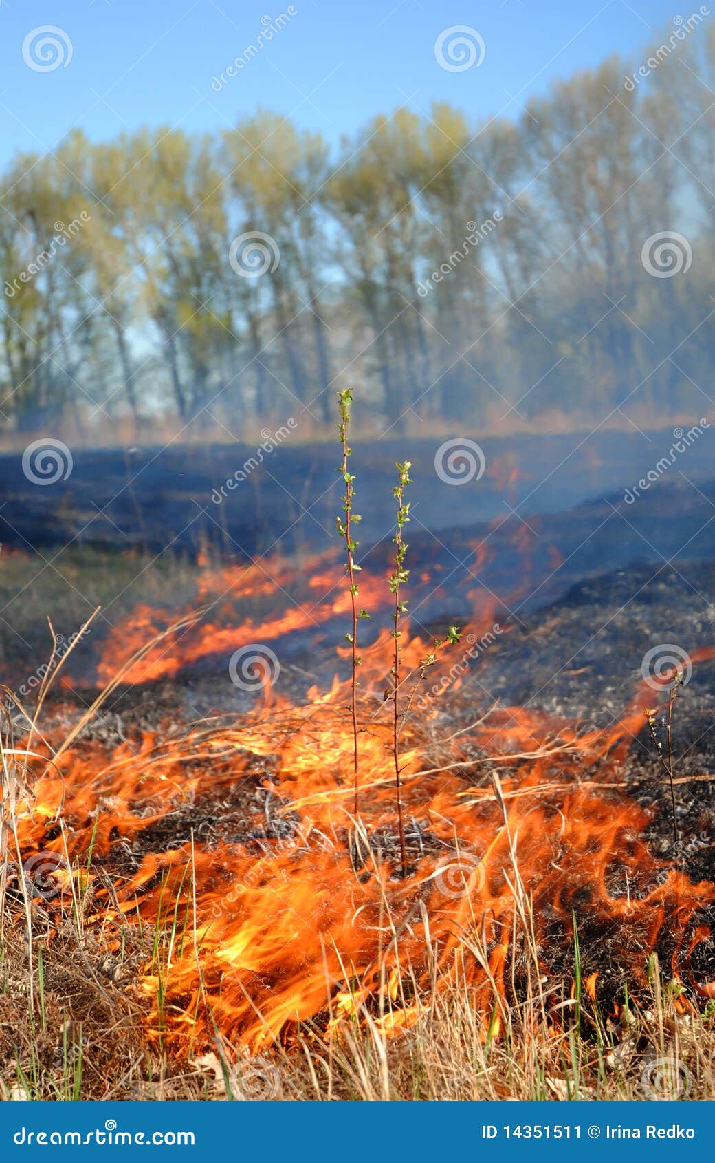 Burning forest stock image. Image of burnt, natural, forest - 14351511