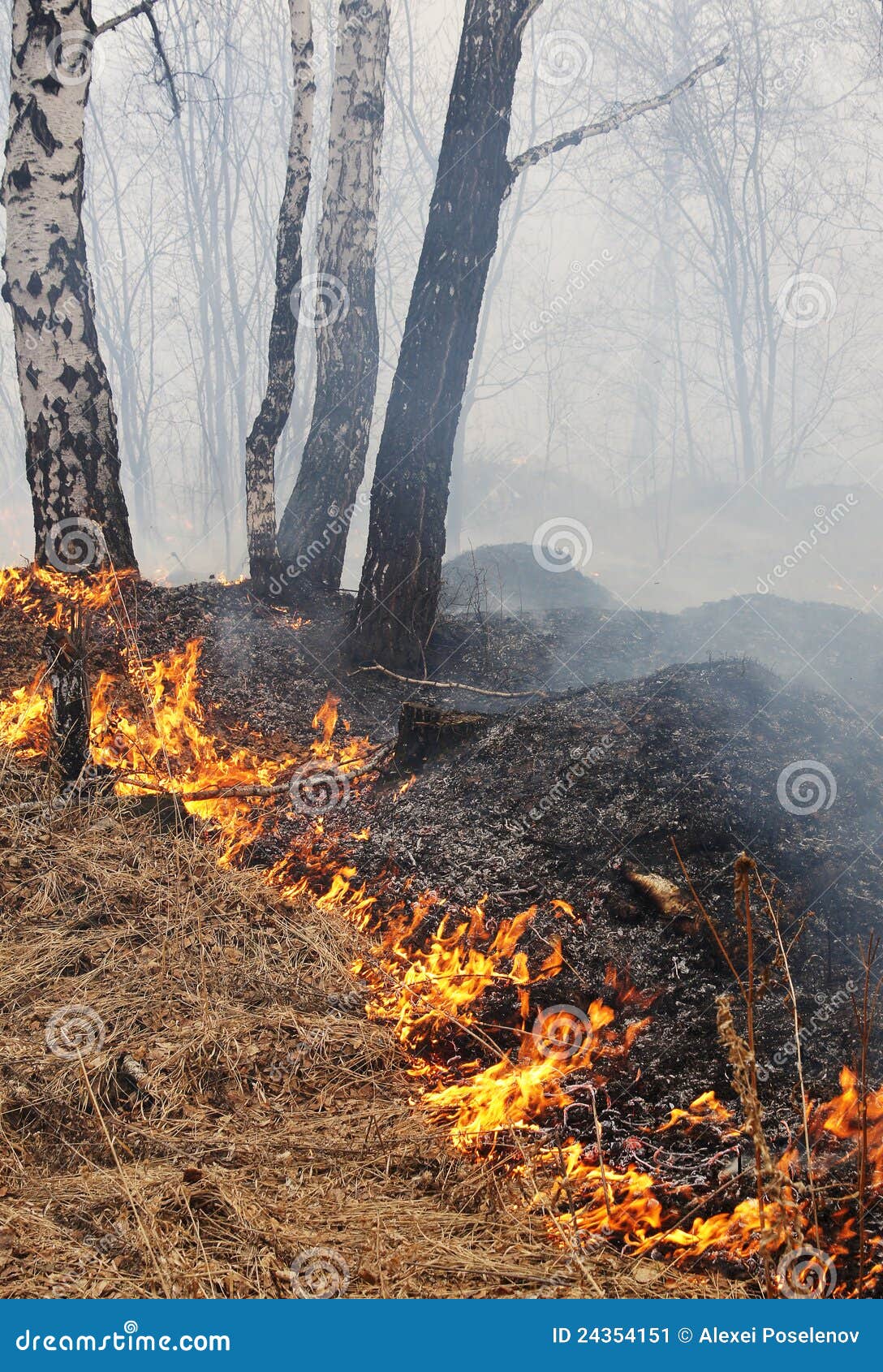 Burning forest stock image. Image of damage, summer, smoke - 24354151