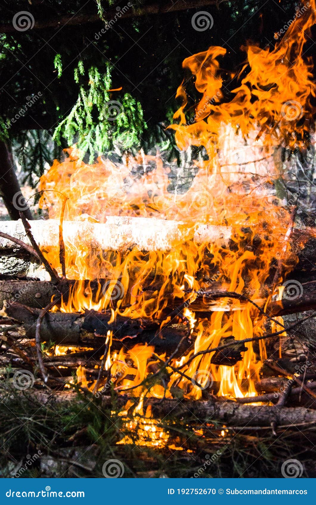 Burning Forest Campfire.texture and Background of Burning Coal Close Up ...