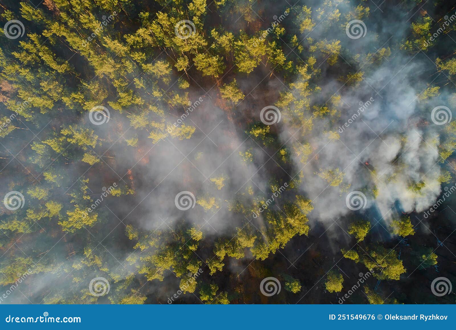 Burning Forest with Fire and Smoke. Aerial Top View from Drone Stock ...