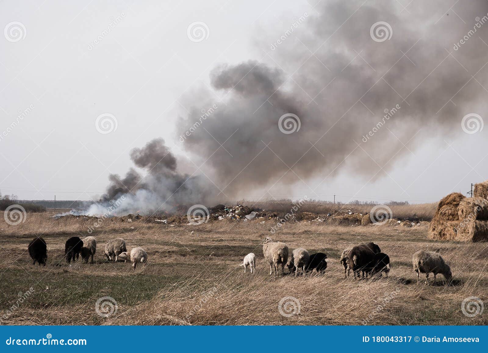 Burning Garbage Dump Pollutes the Environment. Strong Wind Rises Toxic ...