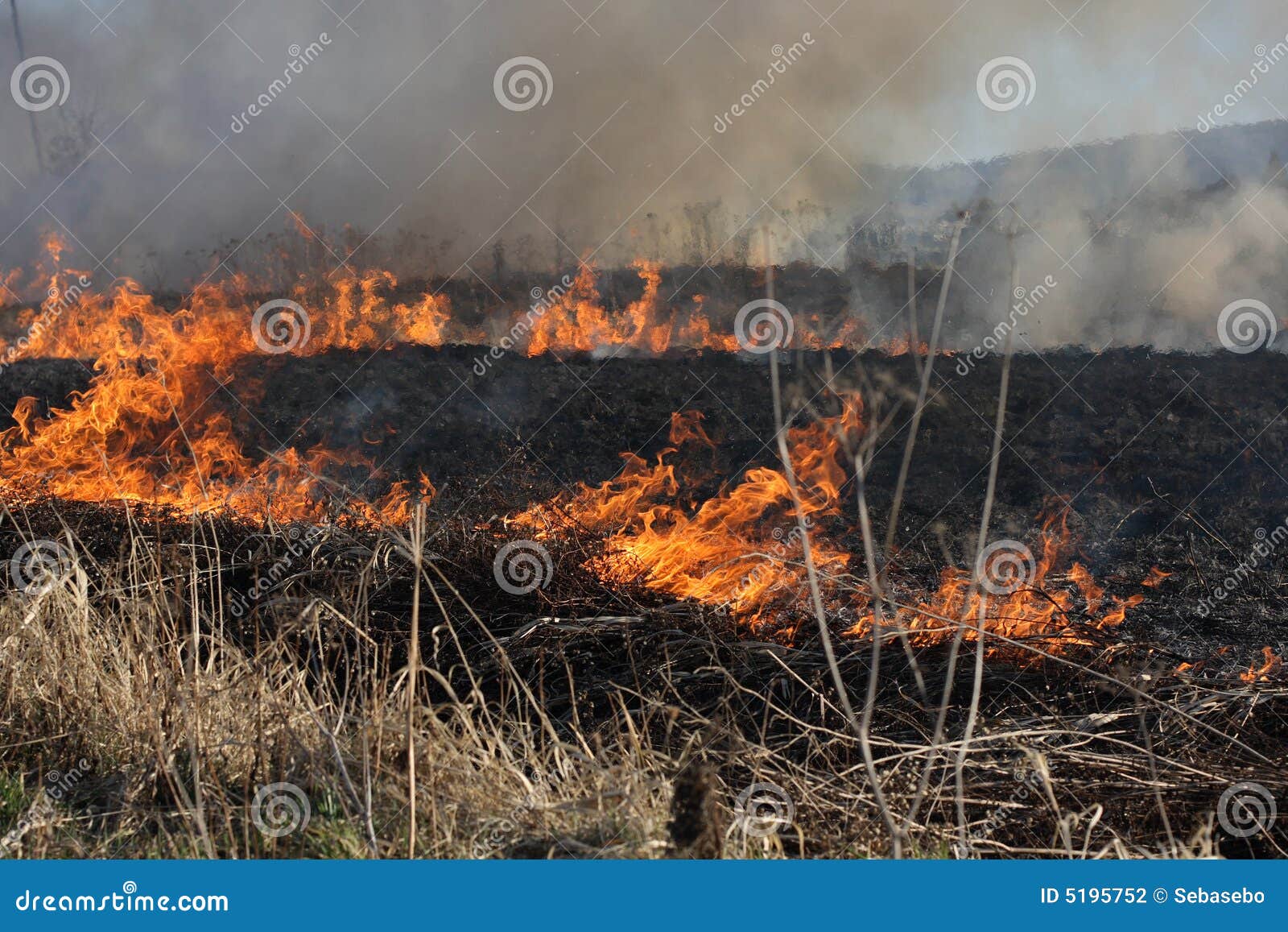 Burning Dry Grass And Reeds. Cleaning The Fields And Ditches Of The ...