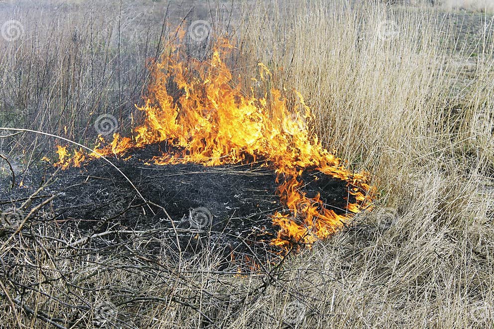 Burning grass stock image. Image of damage, closeup, inferno - 39917677