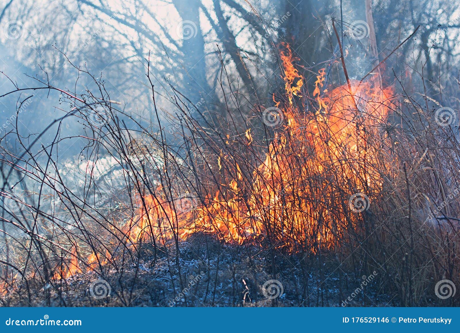 Burning grass stock photo. Image of smoke, nature, damage - 176529146