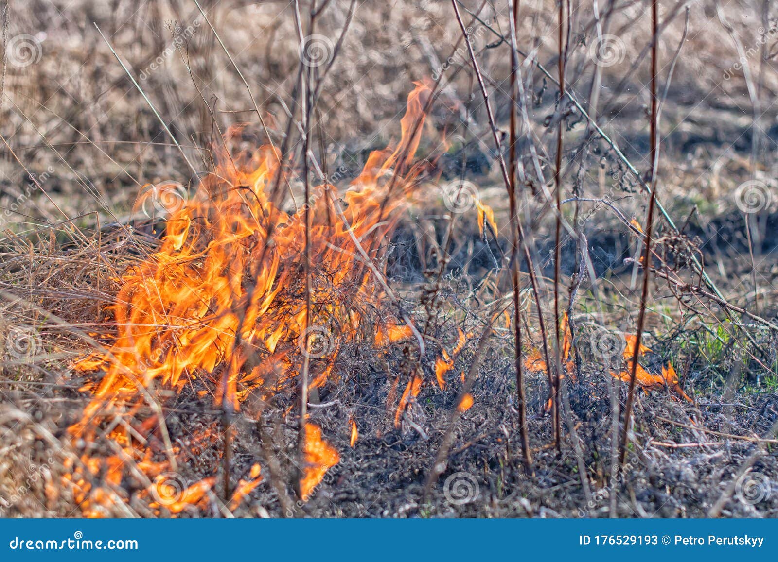 Burning grass stock image. Image of black, spring, fire - 176529193