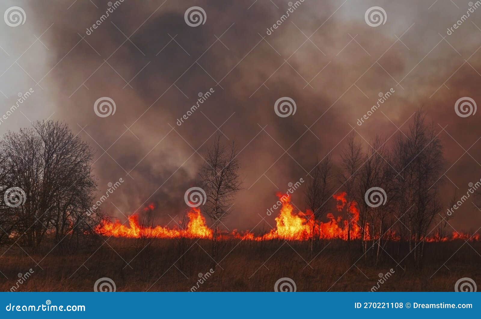Burning Grass in Spring Forest Stock Photo - Image of fire, tree: 270221108