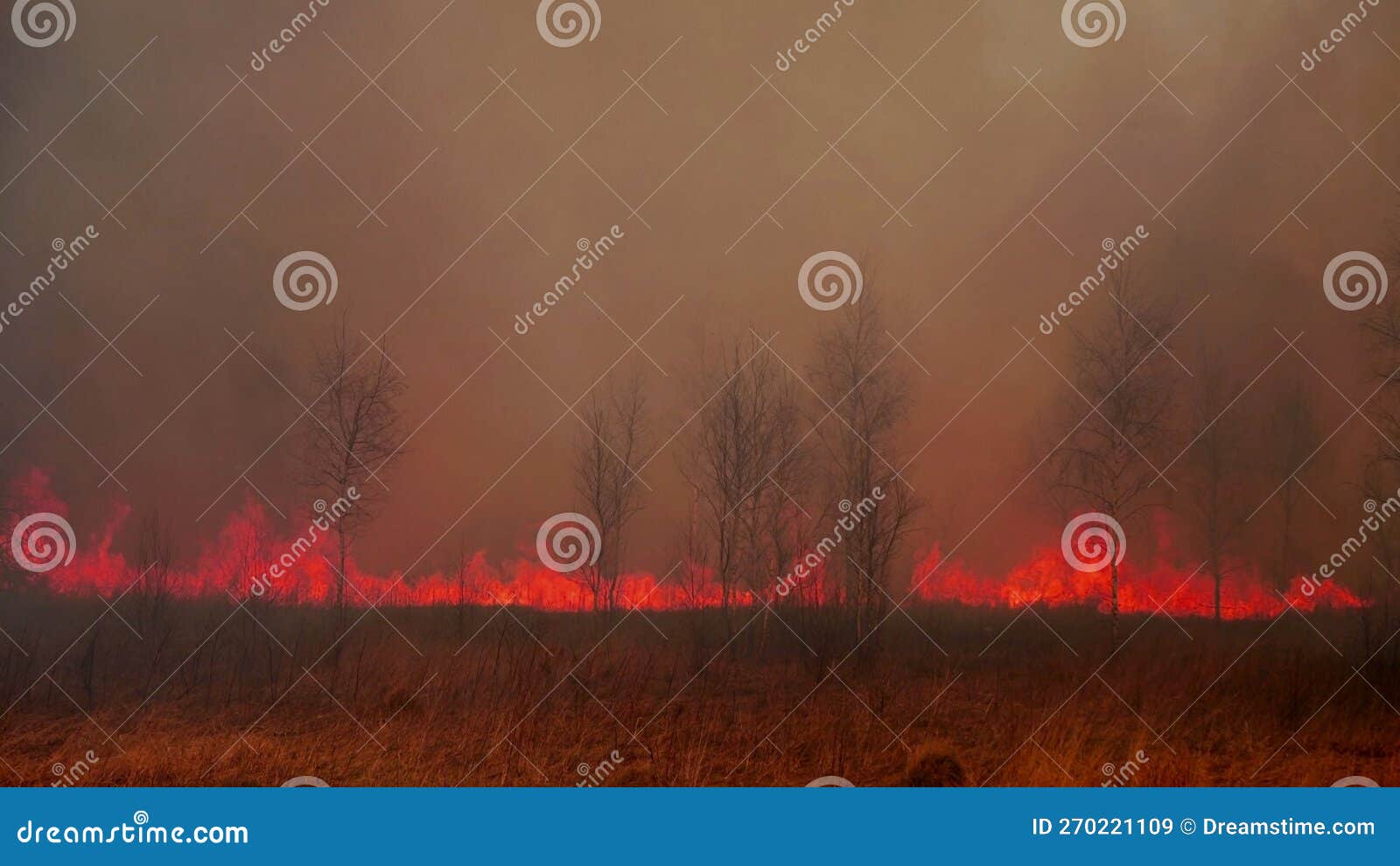 Burning Grass in Spring Forest Stock Image - Image of forest, grass ...