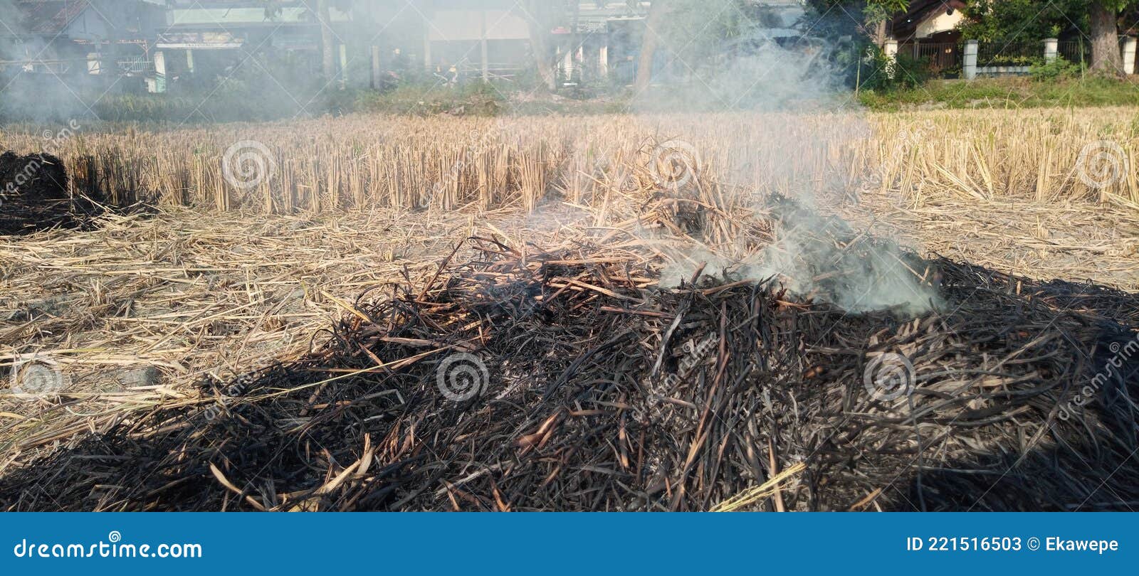 Burning hay in the fields stock image. Image of blazing - 221516503