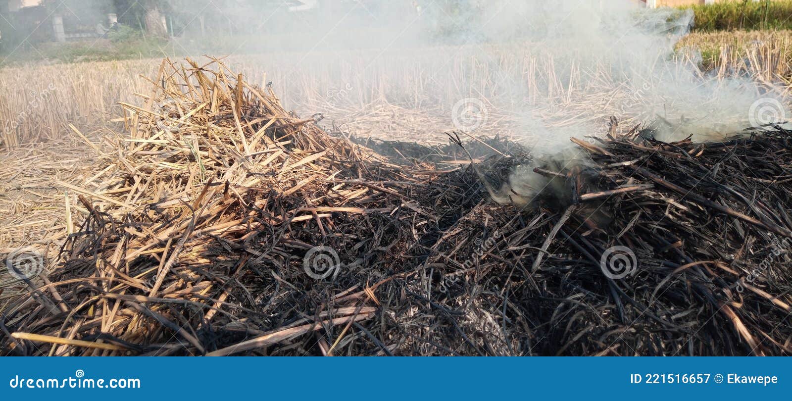 Burning hay in the fields stock image. Image of grass - 221516657