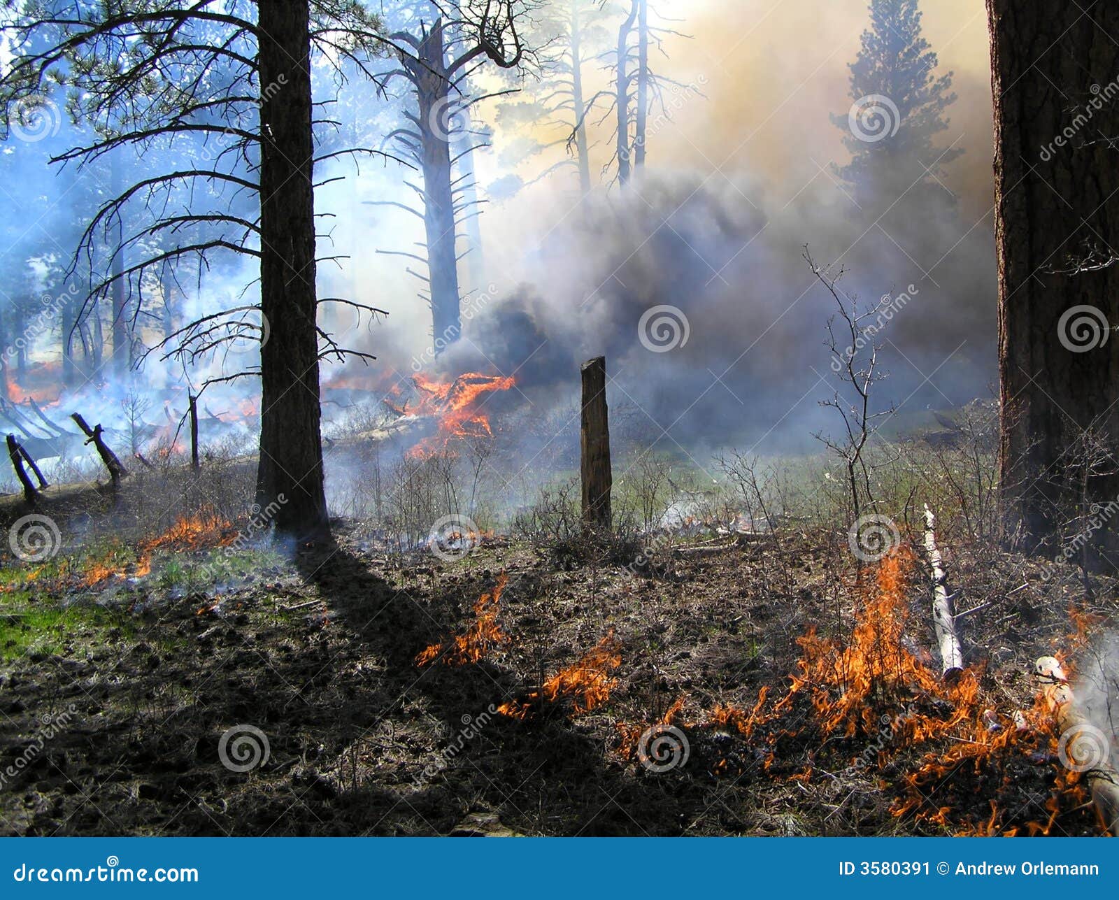 47,479 Forest Burn Stock Photos - Free & Royalty-Free Stock Photos from ...