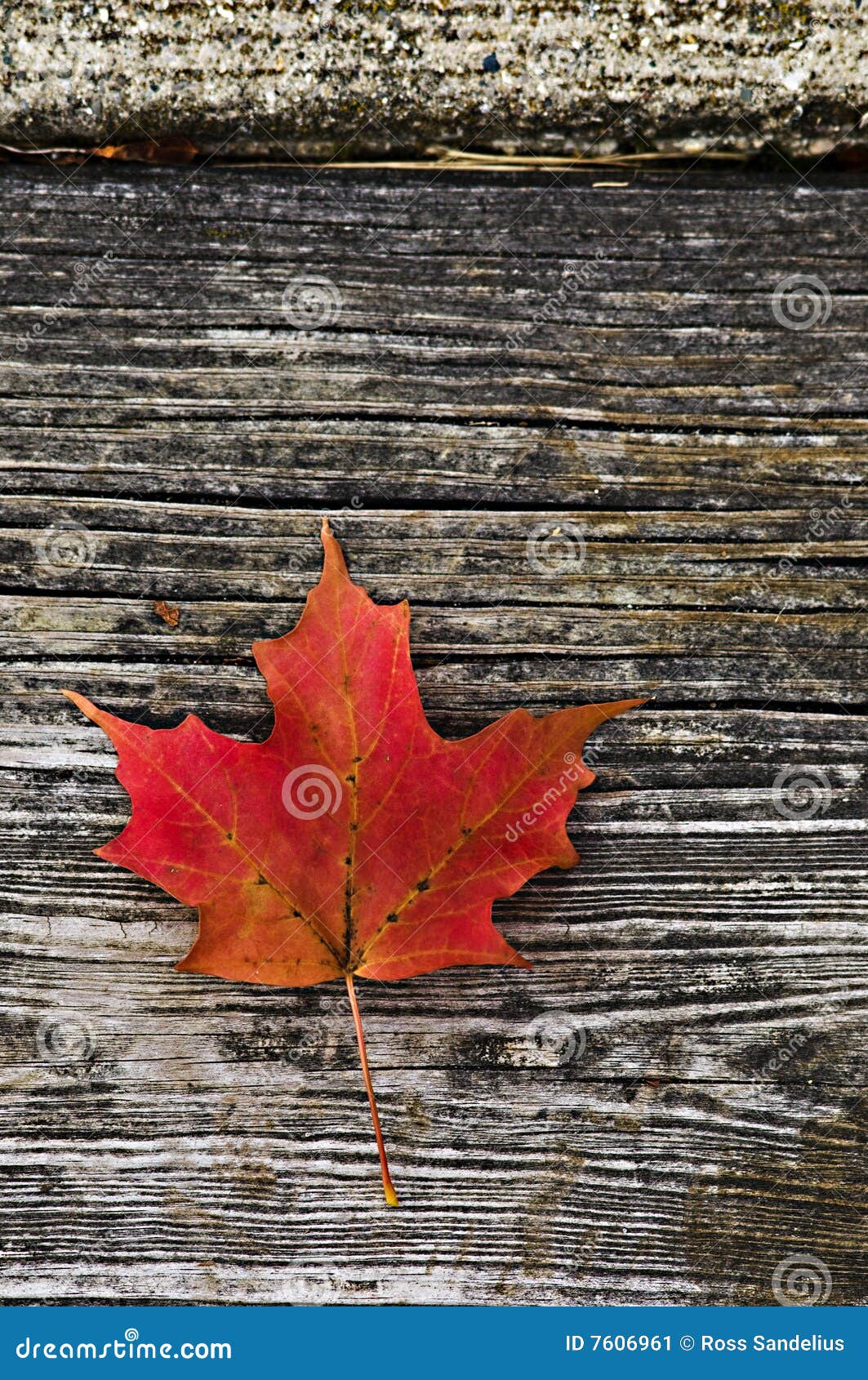 Burning Leaf stock image. Image of wood, dock, autumn - 7606961