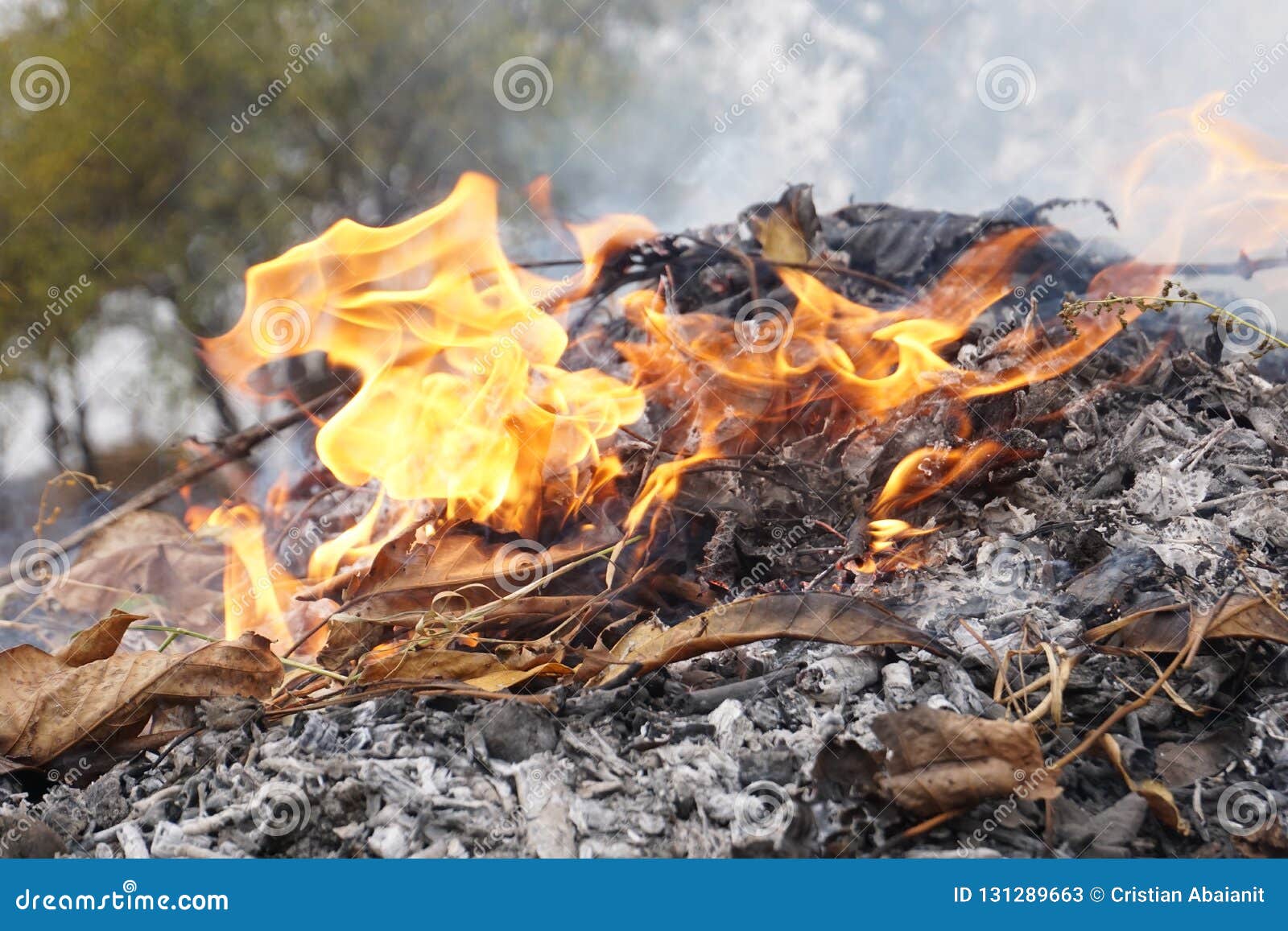 Burning leafs in autumn stock image. Image of burn, bonfire - 131289663