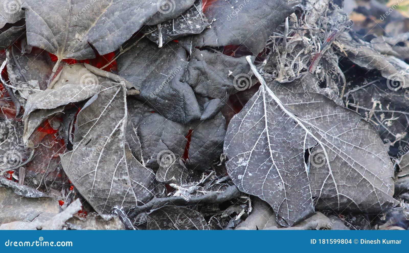 Burning leaves from fire stock footage. Video of flames - 181599804