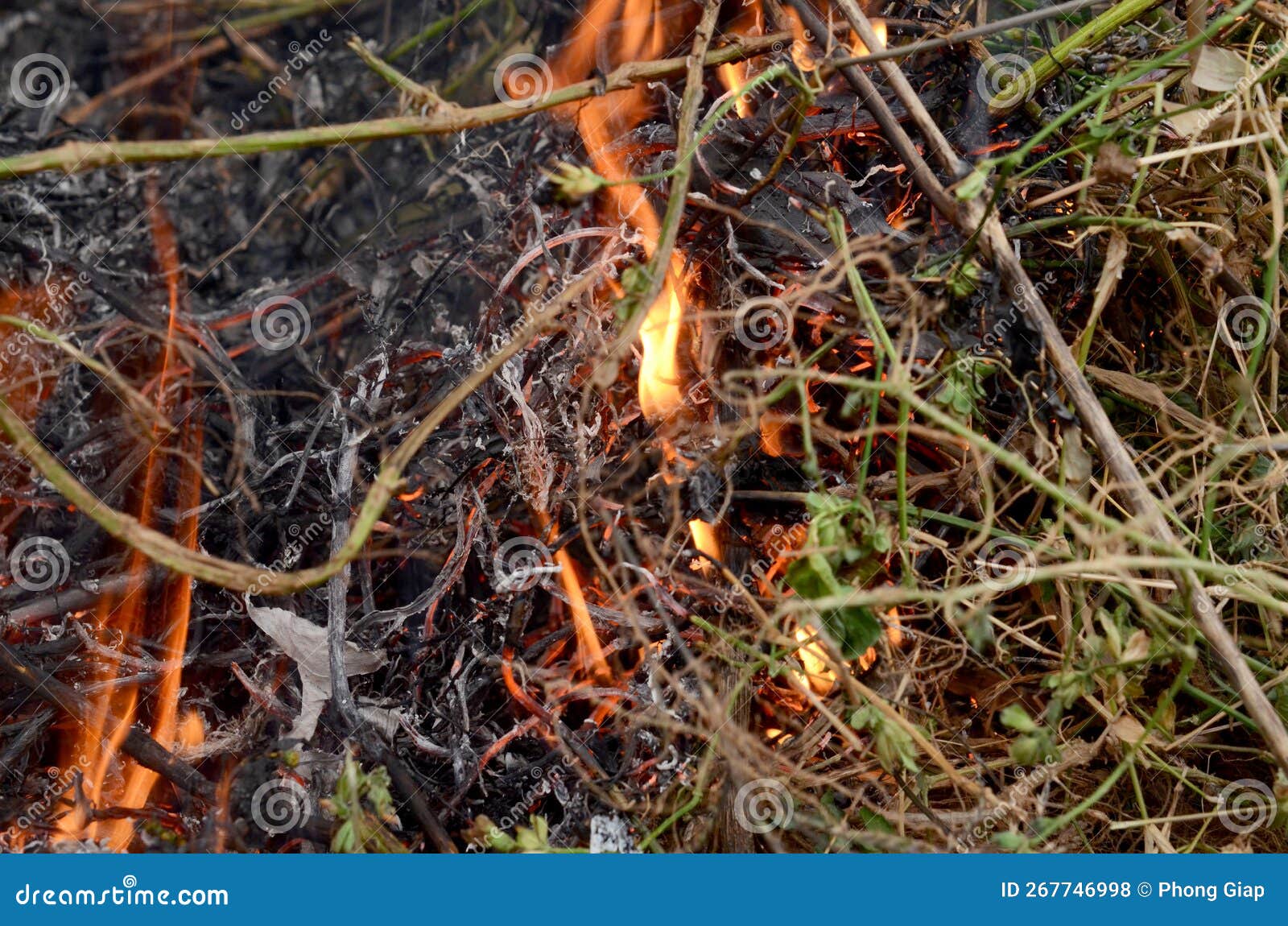 The Burning Of Leaves Causes Environmental Pollution Stock Photo ...