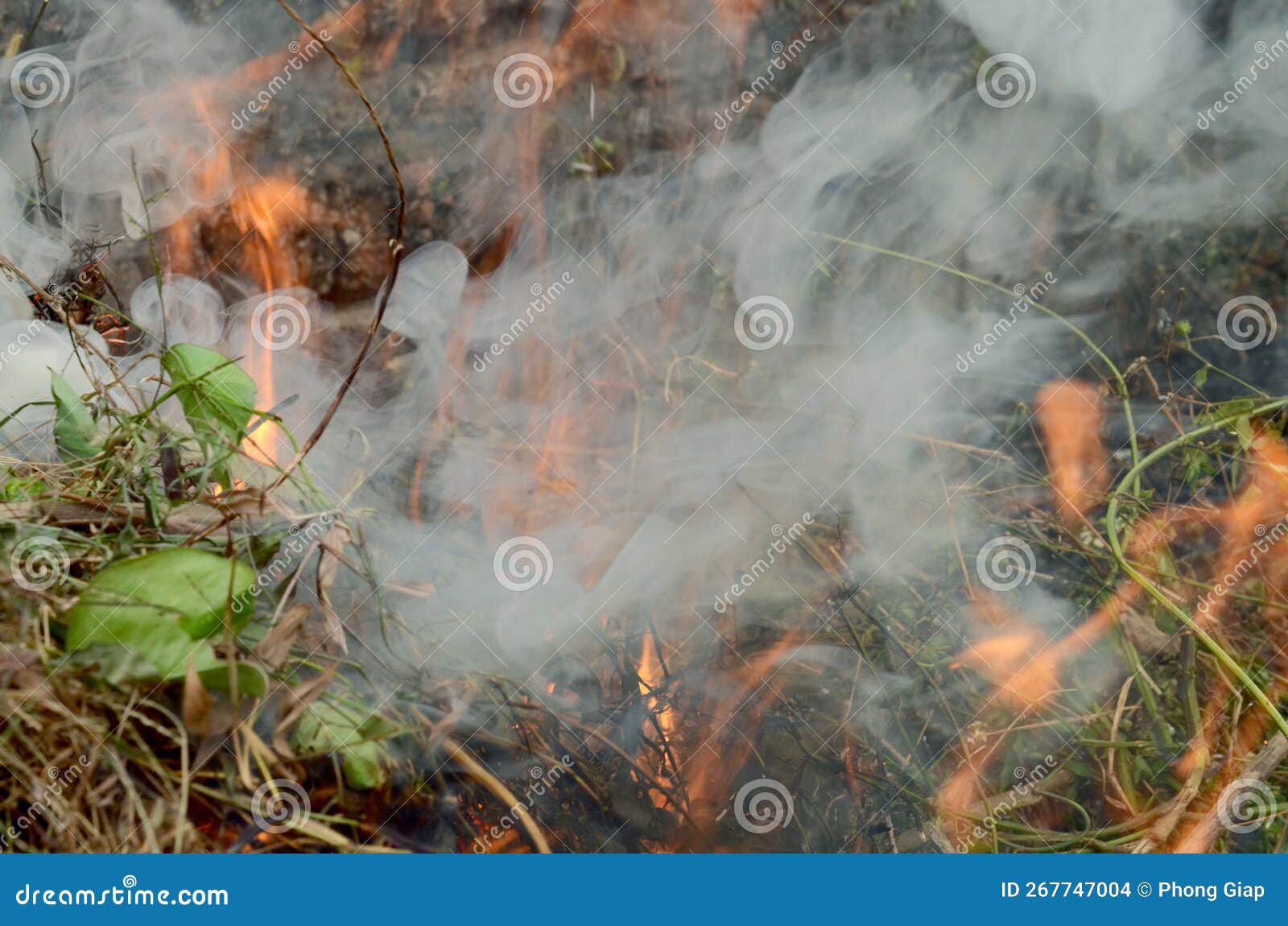 Burning leaves & smoke stock photo. Image of wild - 267747004