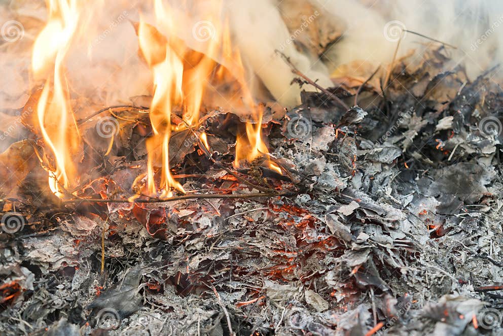 Burning Leaves. Fire in the Forest Stock Photo - Image of brown ...