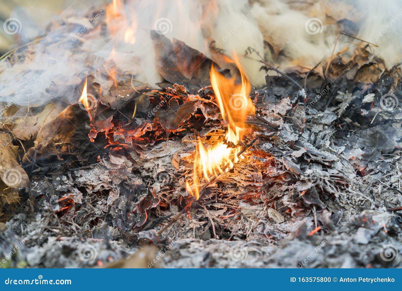 Burning Leaves. Fire in the Forest Stock Photo - Image of health ...