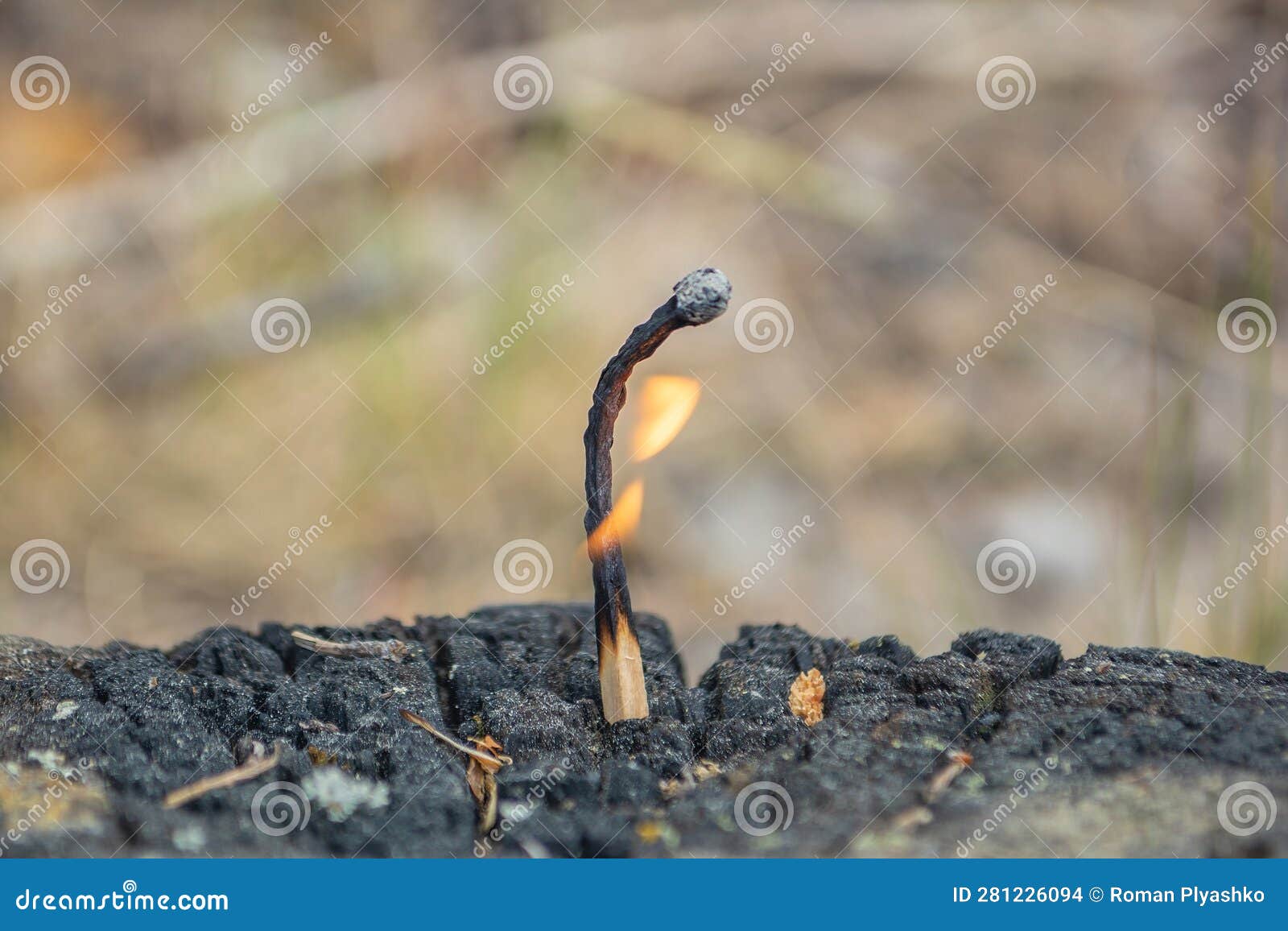 A Burning Match. a Fire in the Forest Stock Photo - Image of homely ...