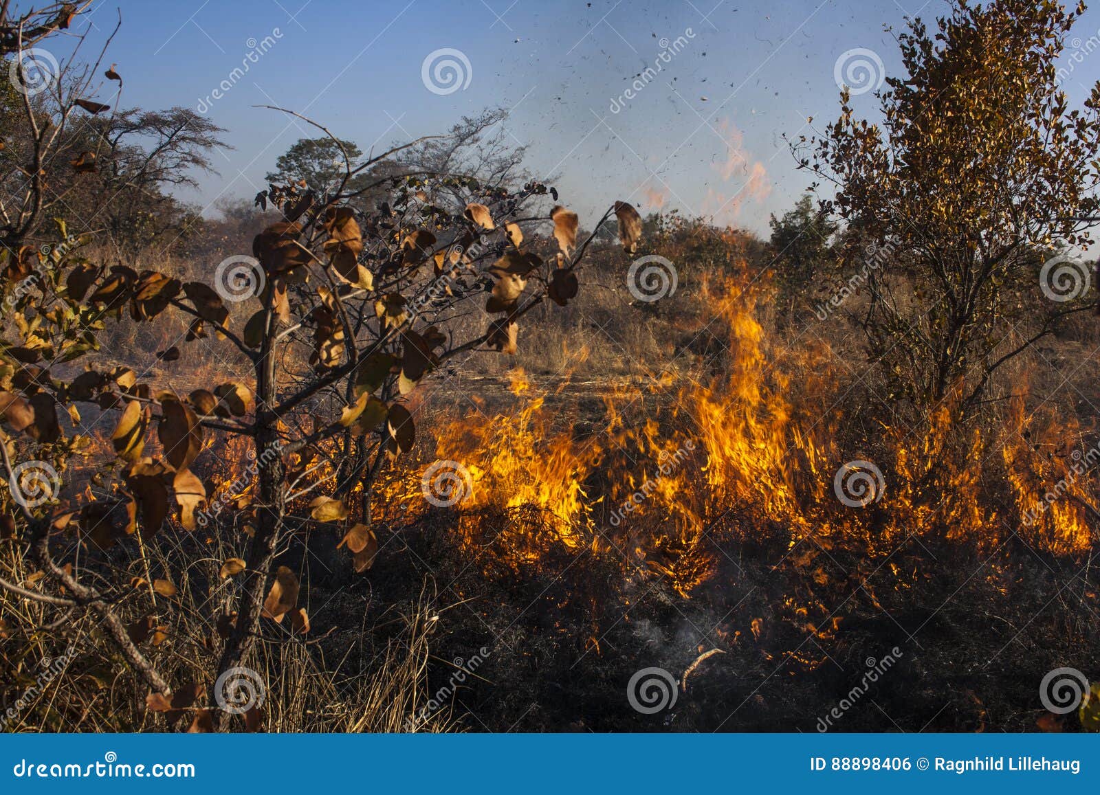 Burning nature stock photo. Image of burn, stunning, flames - 88898406