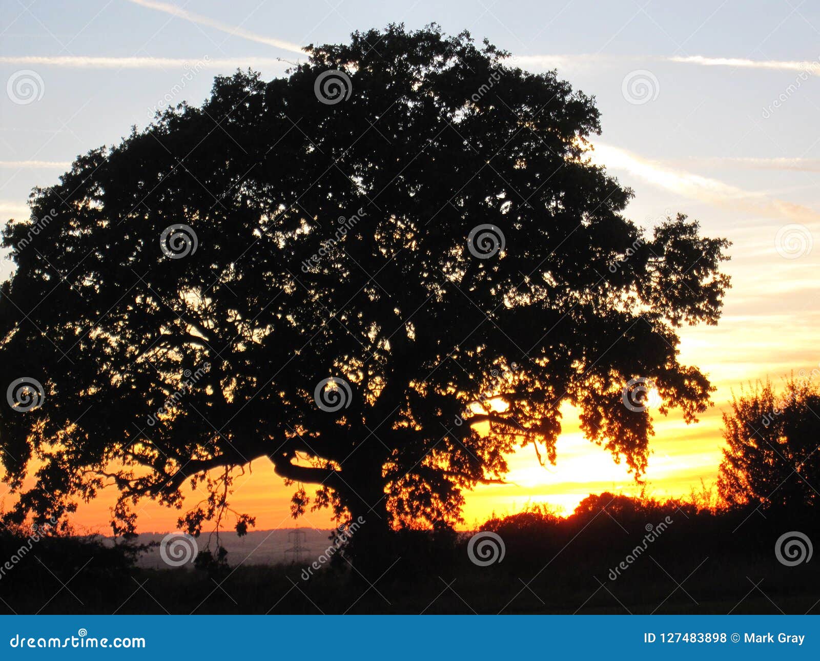 Burning Oak stock photo. Image of sunset, burning, golden - 127483898