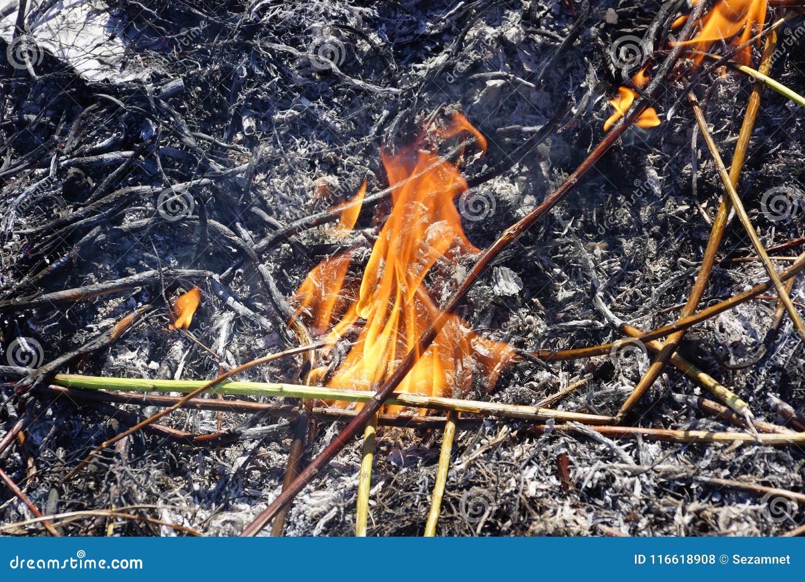 Burning the old dry grass stock photo. Image of power - 116618908