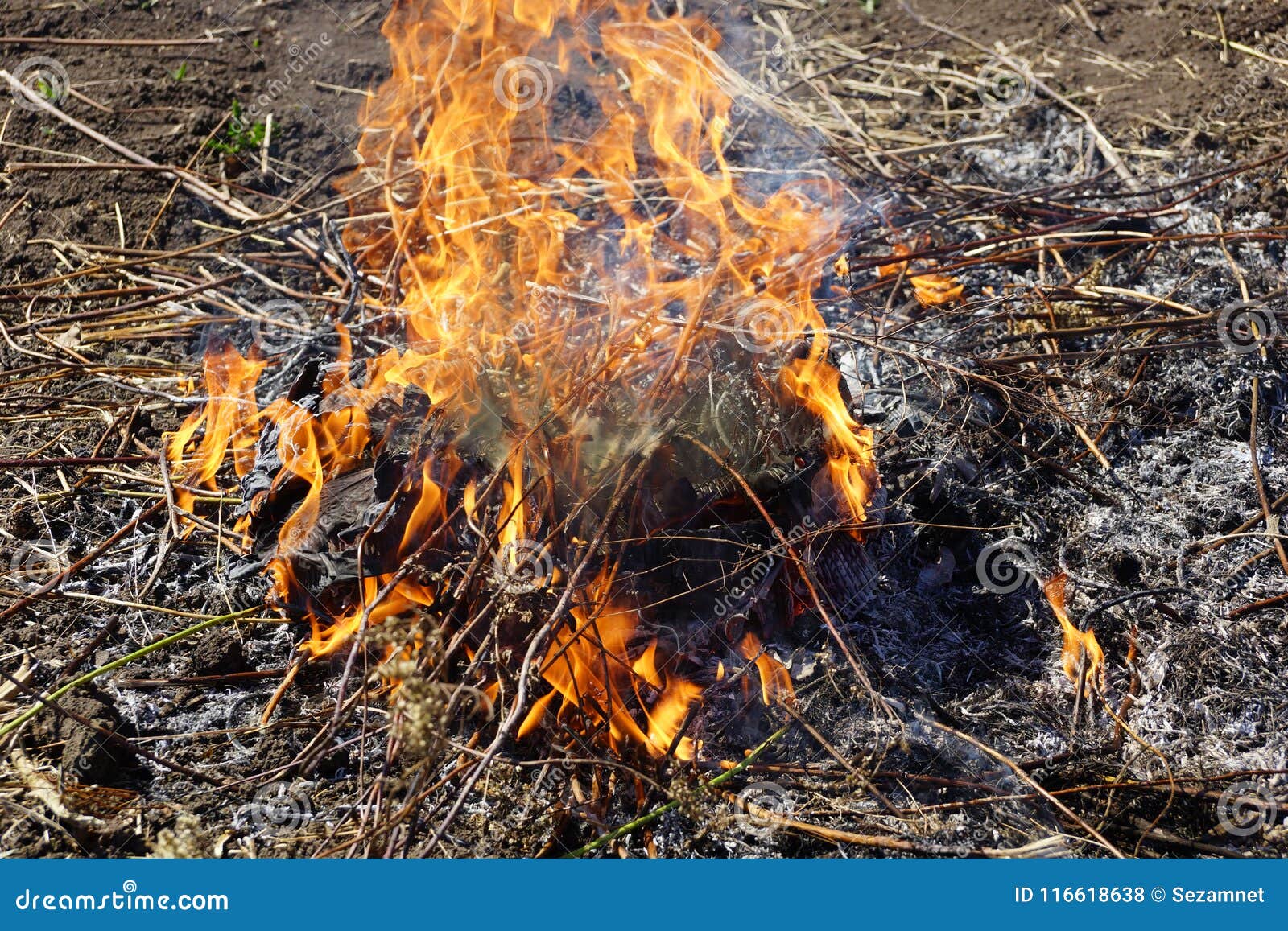 Burning the old dry grass stock photo. Image of nature - 116618638