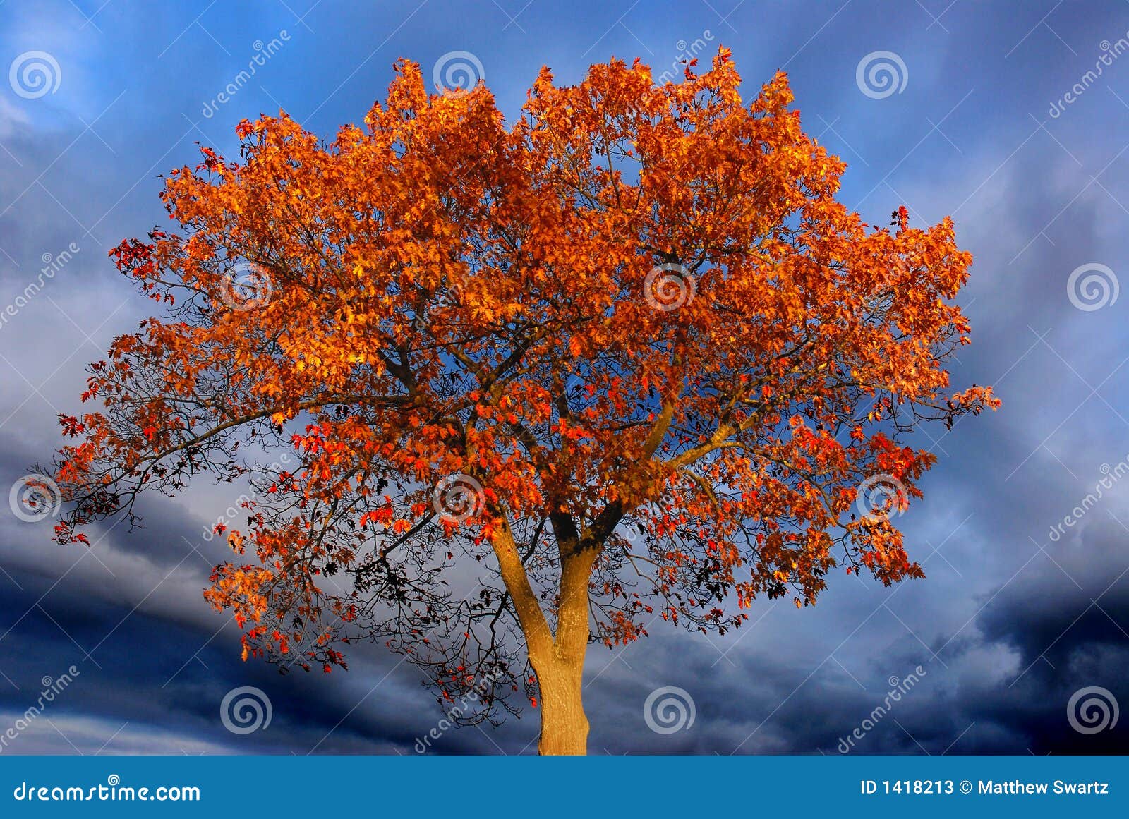 Burning Orange Tree, Dark Sky Stock Image - Image of contrast, leaves ...