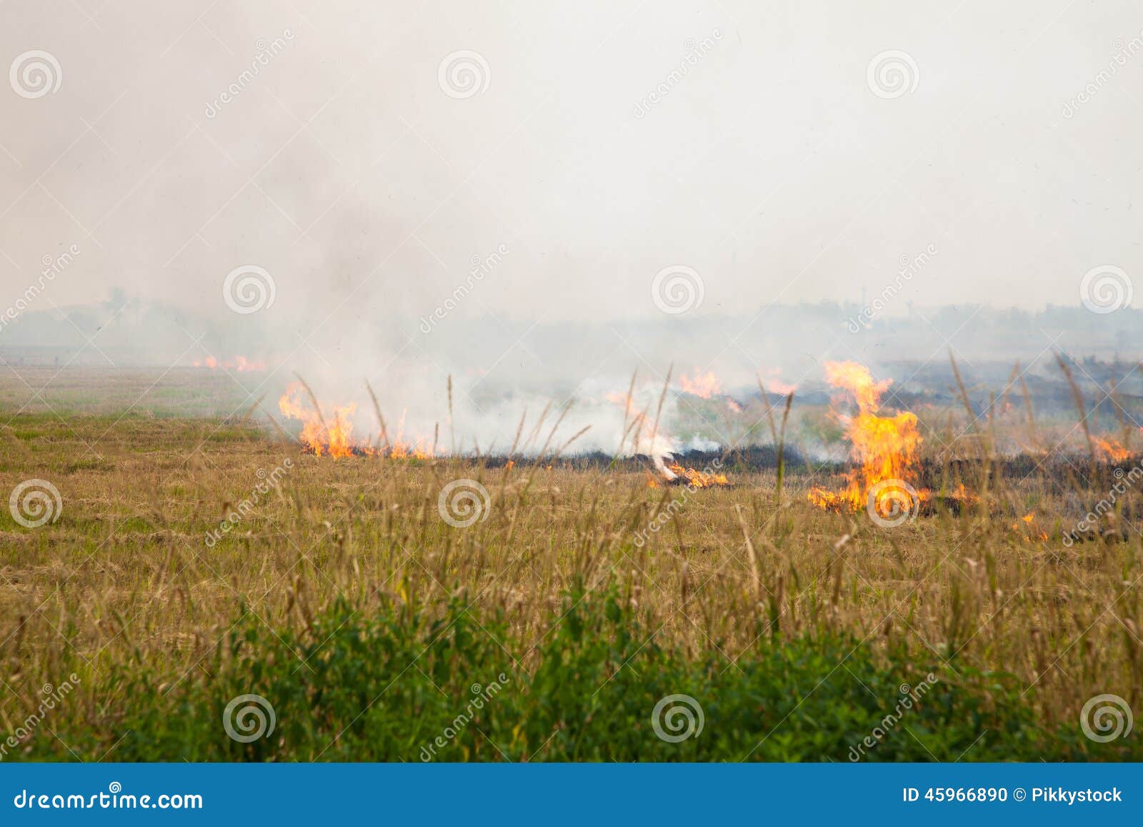 Burning paddy fields stock photo. Image of environment - 45966890