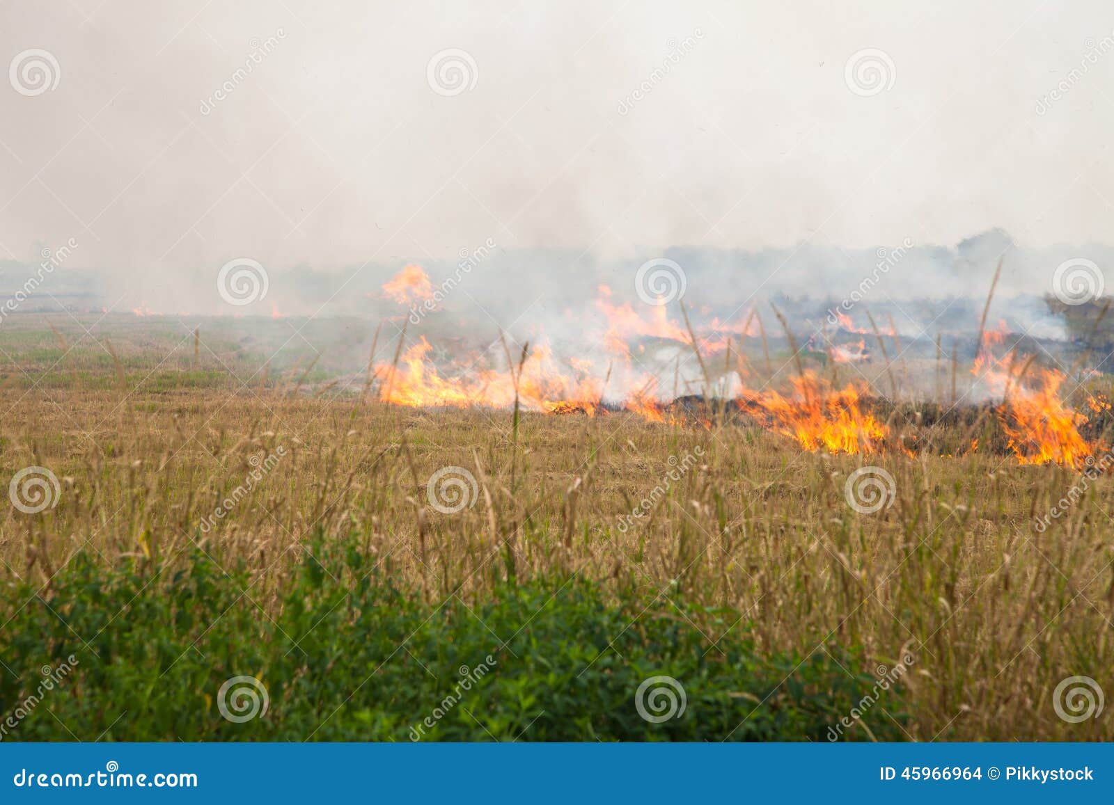 Burning paddy fields stock photo. Image of grass, farm - 45966964