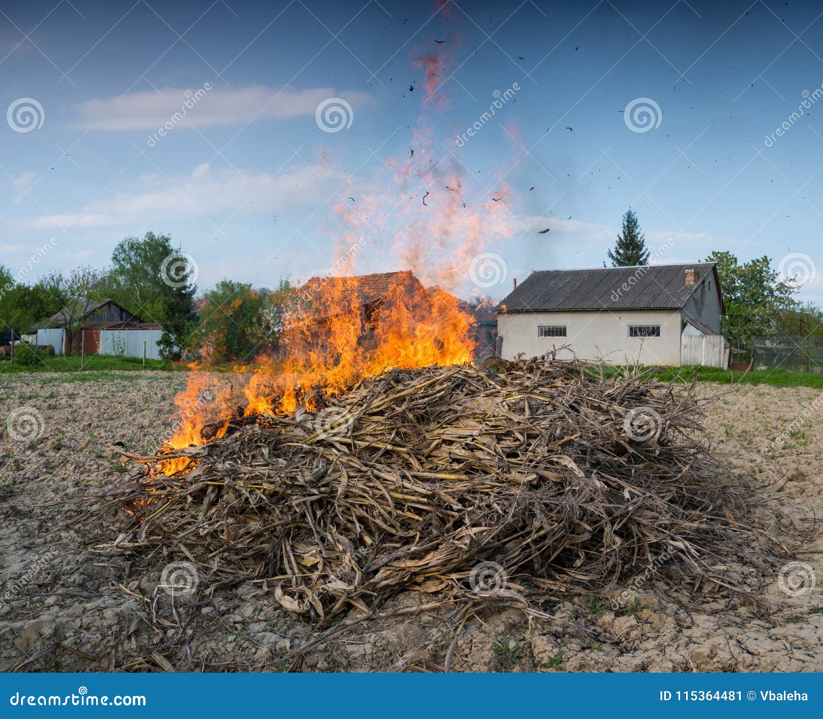 Burning pile of dry corn stock image. Image of burn - 115364481