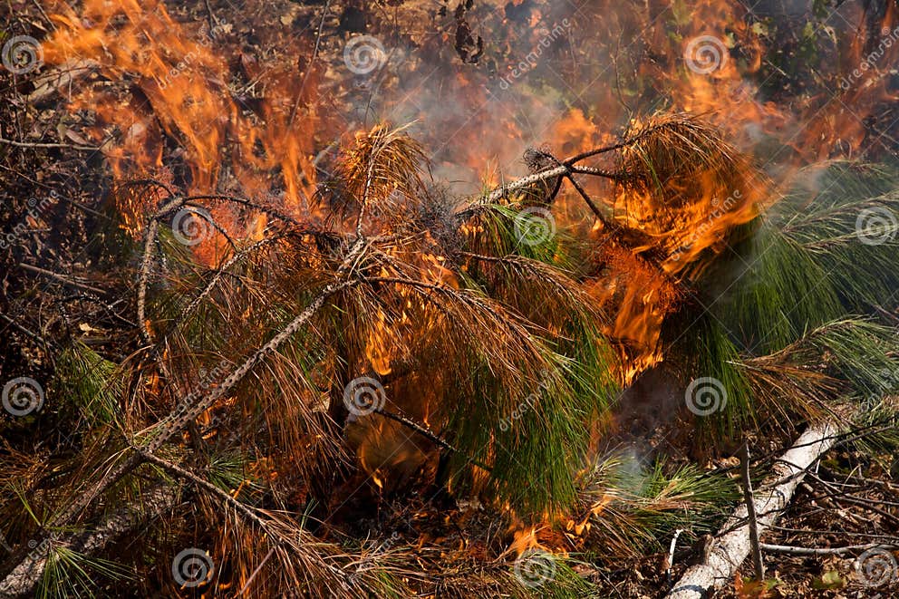 Burning pine branches stock photo. Image of fire, pine - 7550364