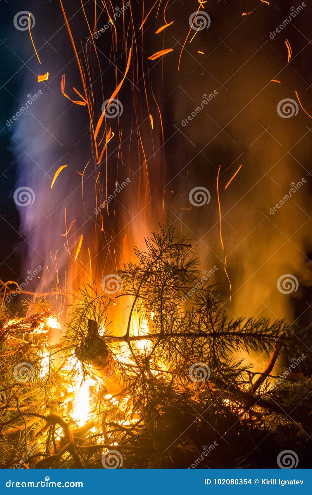 Burning Pine Branches Night Campfire Stock Photo - Image of flying ...